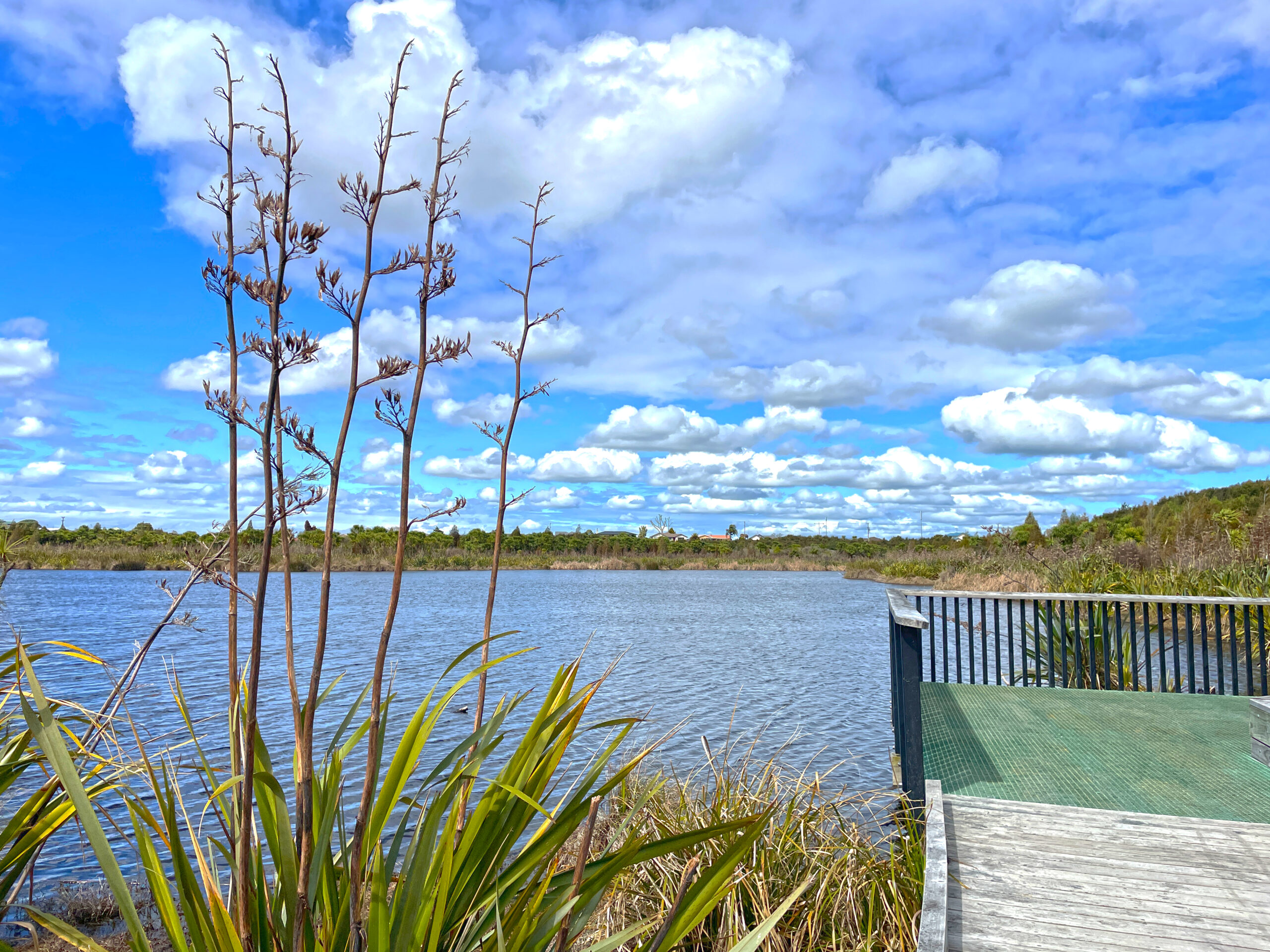 Rotokauri Greenway - WGA NZ | Wallbridge Gilbert Aztec